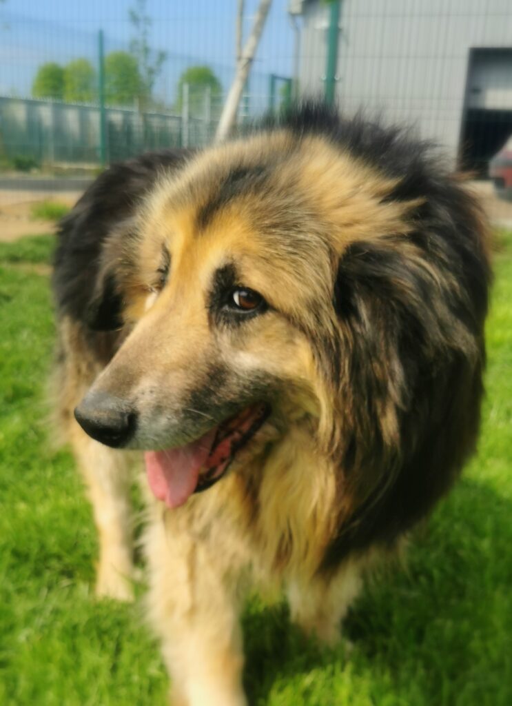 Prieglauda “Nojus„ - Kauno Gyvūnų Gerovės Namai